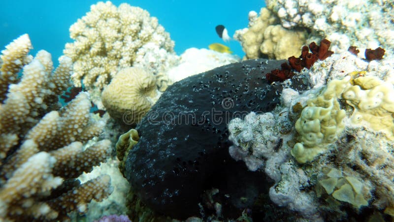 Beautiful Coral Reefs of the Red Sea. Stock Photo - Image of wildlife ...