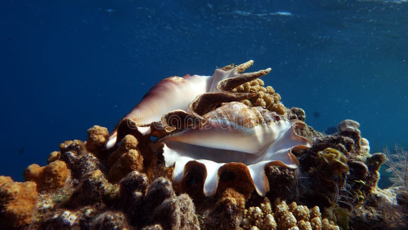 Beautiful Coral Reefs of the Red Sea. Stock Photo - Image of ...