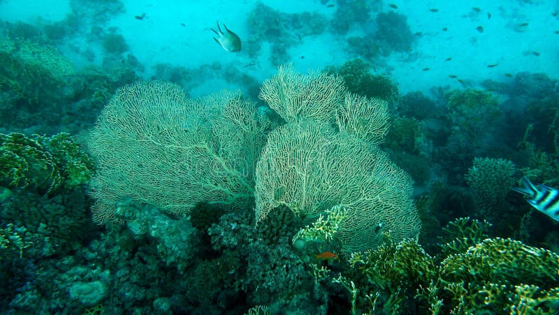 Beautiful Coral Reefs of the Red Sea. Stock Photo - Image of tropical ...
