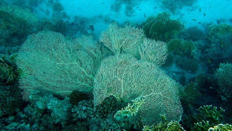 Beautiful Coral Reefs of the Red Sea. Stock Photo - Image of wave ...