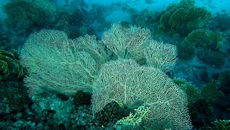 Beautiful Coral Reefs of the Red Sea. Stock Image - Image of wave, salt ...