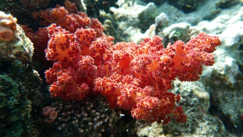 Beautiful Coral Reefs of the Red Sea. Stock Image - Image of life ...