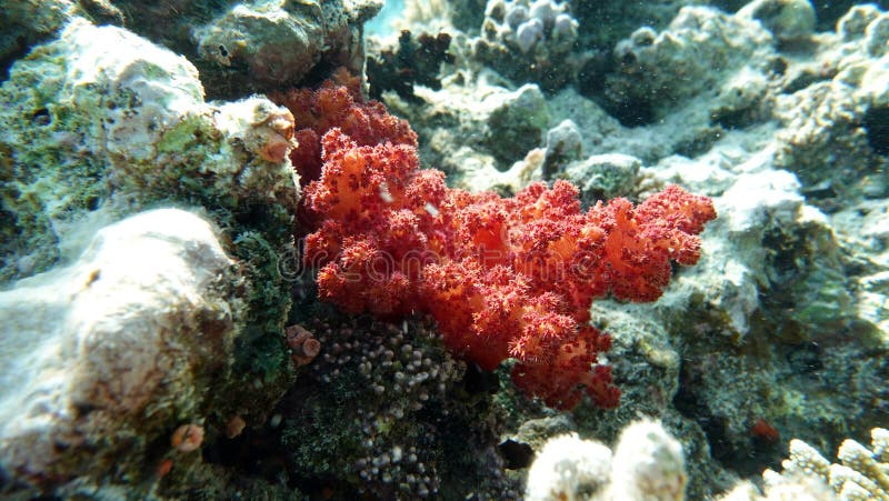 Beautiful Coral Reefs of the Red Sea. Stock Image - Image of reefs ...