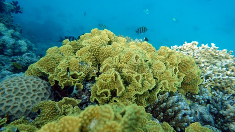 Beautiful Coral Reefs of the Red Sea. Stock Photo - Image of sand ...