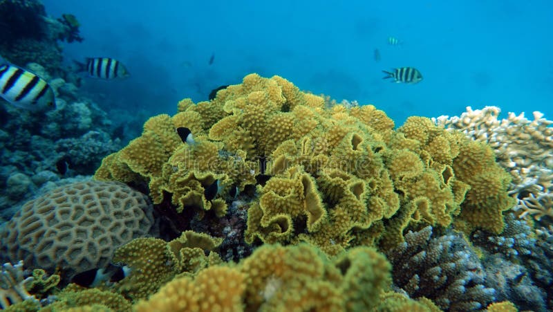 Beautiful Coral Reefs of the Red Sea. Stock Photo - Image of reefs ...