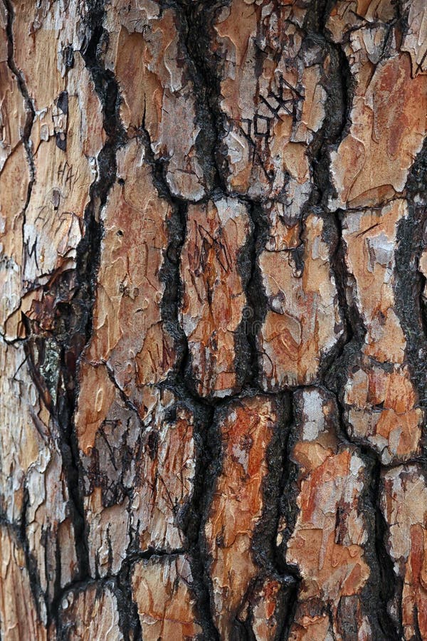 Bark of Crimean Pine, Wooden Texture, Close Stock Image - Image of ...