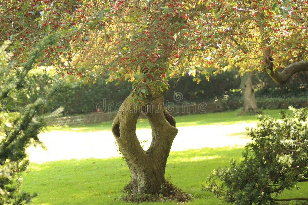 Beautiful Intertwined Cherry Tree in a Green Park Setting Stock Image ...