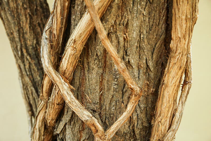 Beautiful Intertwined Tree Roots Background Stock Photo - Image of ...
