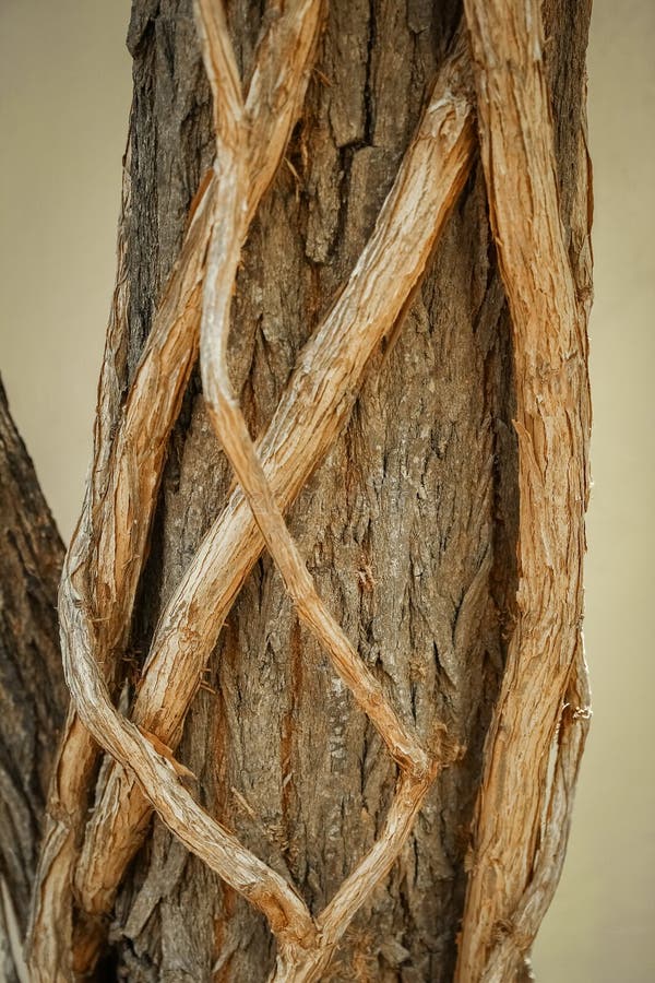 145 Beautiful Intertwined Tree Roots Background Stock Photos - Free ...