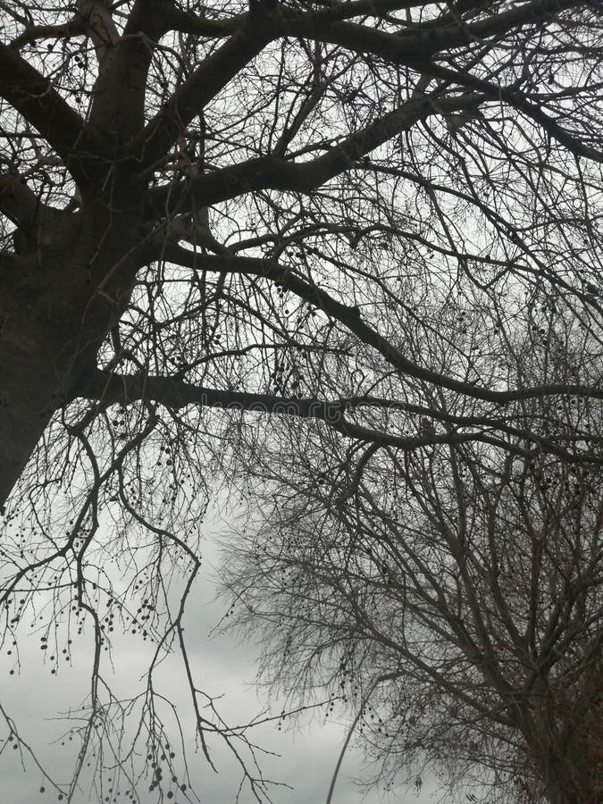 Beautiful intriguing scene stock photo. Image of tree - 166854228