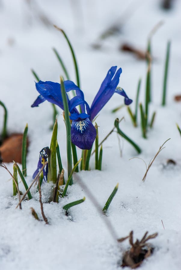 Beautiful Iris Breaking through Under Snow in Spring in Meadow Stock ...