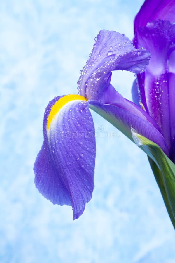 Beautiful iris flower stock image. Image of spring, water - 14426521