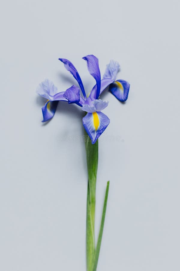 Beautiful Iris Flower on a Light Grey Background Stock Photo - Image of ...