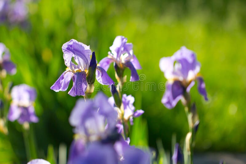 Beautiful Iris Flower in Nature Stock Photo - Image of close, blue ...