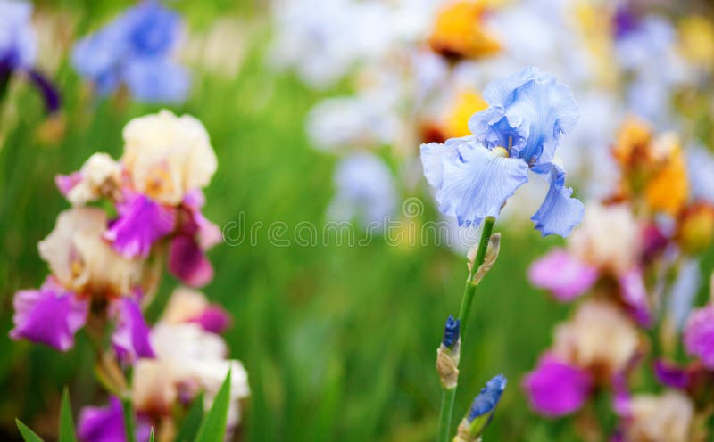 Beautiful iris flowers stock image. Image of nature, iris - 24866455