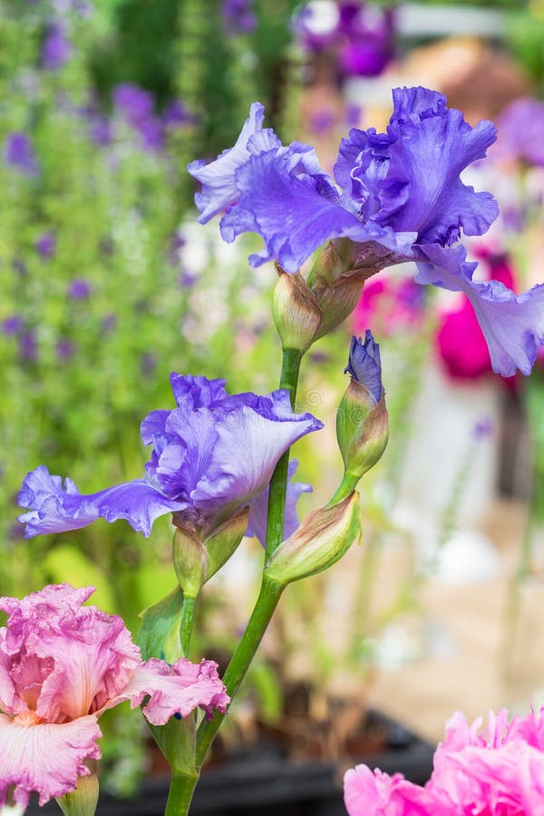 Beautiful Iris flowers stock image. Image of blossom - 74094631