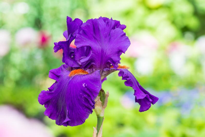 Beautiful Iris flowers stock photo. Image of color, bearded - 74094640