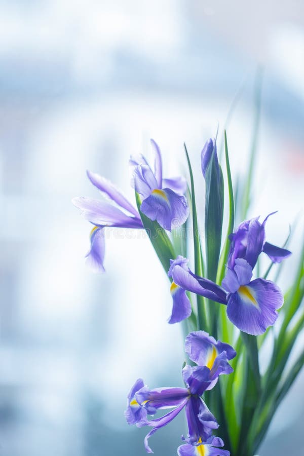 Beautiful Iris Flowers on Light Background Stock Photo - Image of flora ...