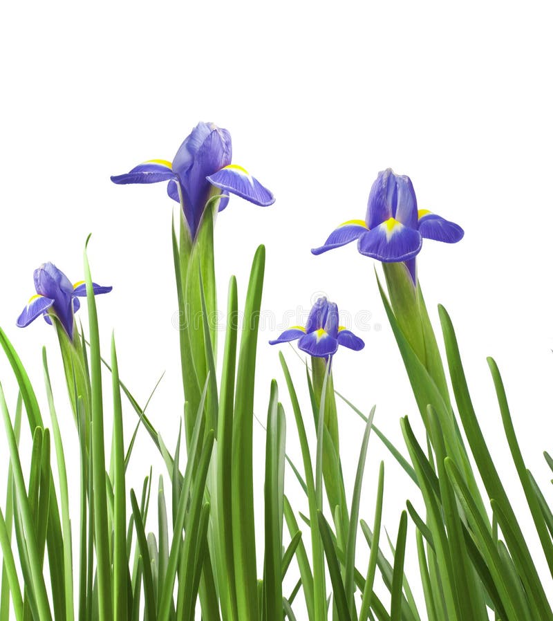 Beautiful iris stock image. Image of isolated, gift, botany - 57163365
