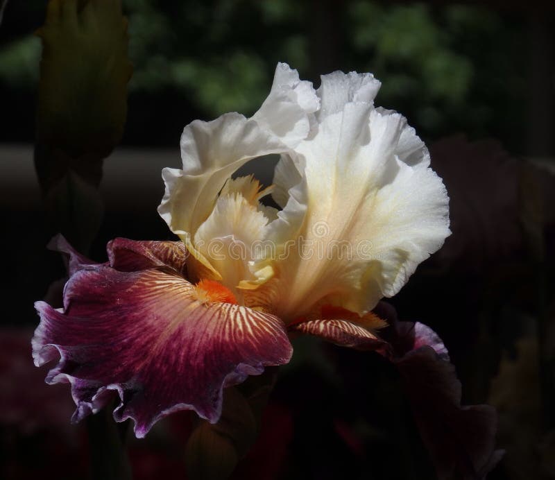 Beautiful Iris Under the Ray of Light Stock Image - Image of pink ...