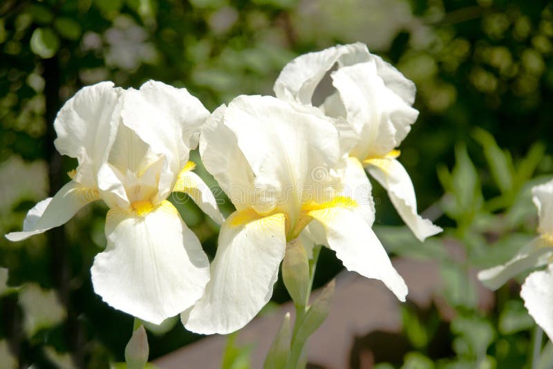 Beautiful irises. stock photo. Image of nature, harmonous - 31592638