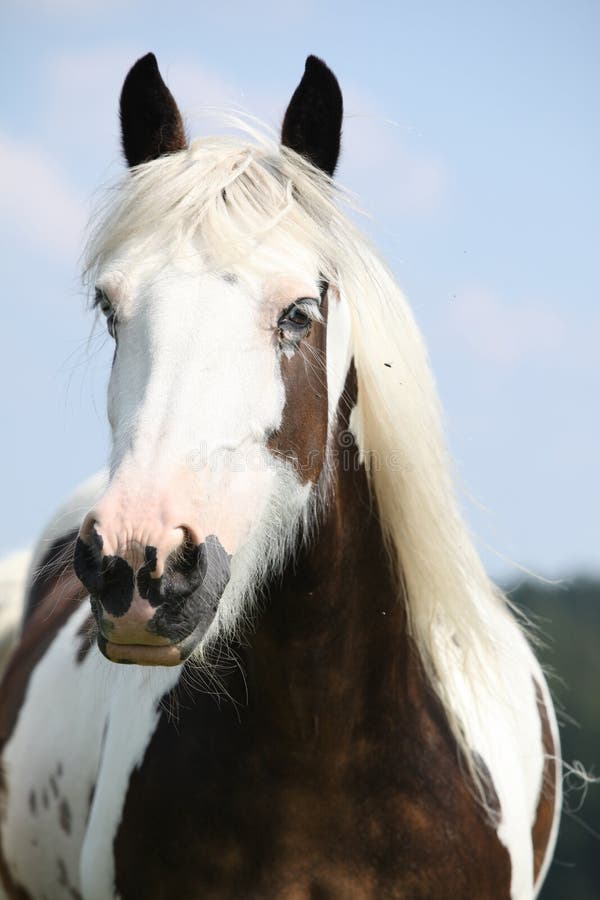Beautiful Irish Cob Stallion on White Background Stock Image - Image of ...