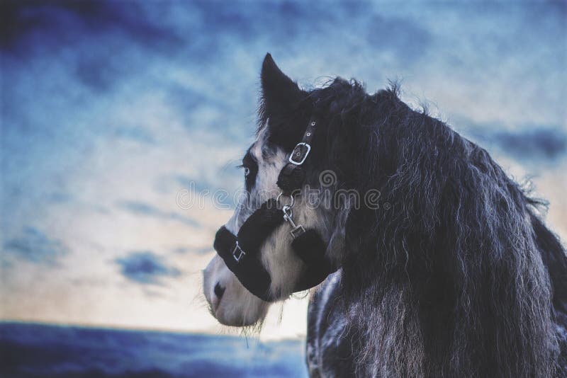 Beautiful Irish Cob Stallion in Dark Sky Nature Stock Photo - Image of ...