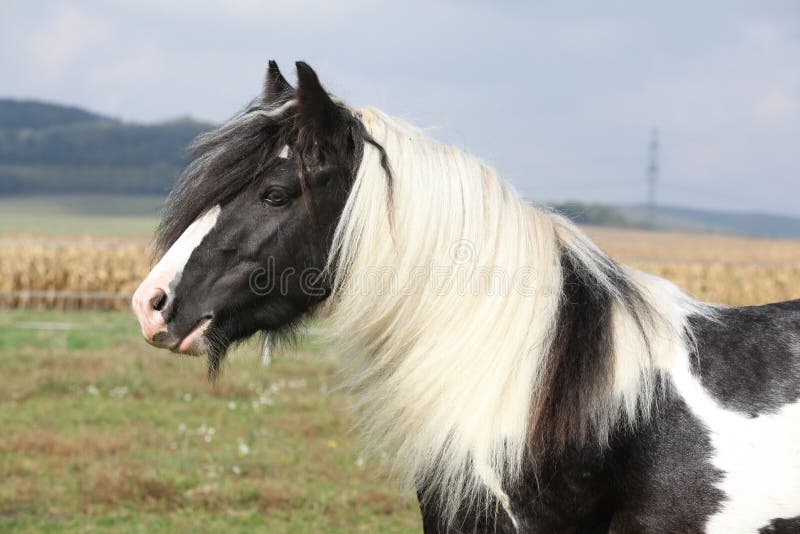 Beautiful Irish Cob Stallion on Pasturage Stock Photo - Image of ...