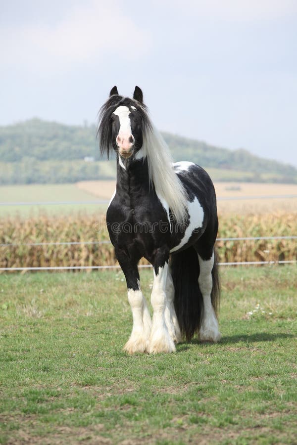 Beautiful Irish Cob Stallion on White Background Stock Image - Image of ...