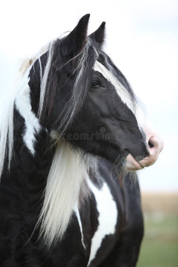 Beautiful Irish Cob Stallion on White Background Stock Image - Image of ...