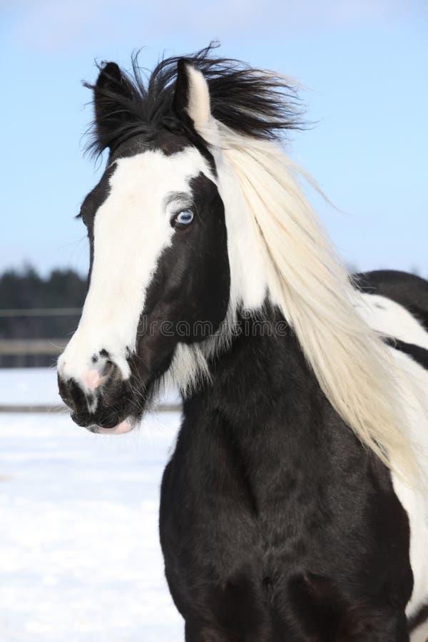 Irish Cob Mare Runaway from the Dog Stock Image - Image of moving ...