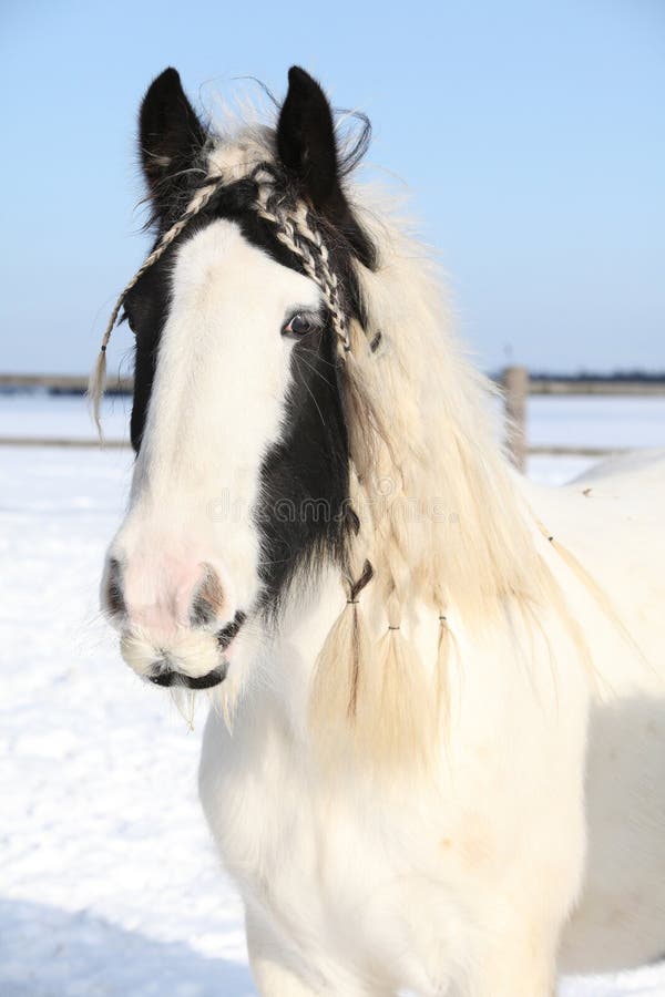 Irish Cob Mare Runaway from the Dog Stock Image - Image of moving ...