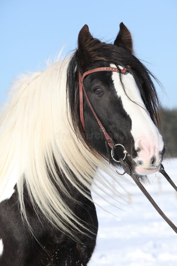 Beautiful Irish Cob in Winter Stock Image - Image of standing ...