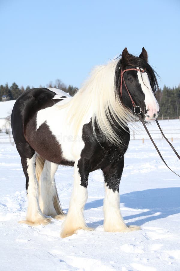 Beautiful Irish Cob in Winter Stock Photo - Image of bridle, grey: 89923460