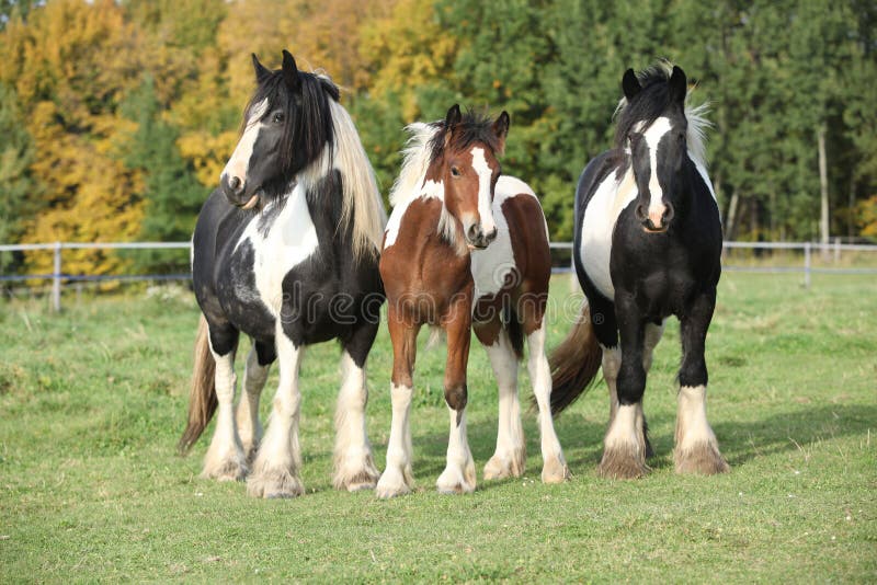 Beautiful Irish Cobs on Autumn Pasturage Stock Photo - Image of autumn ...