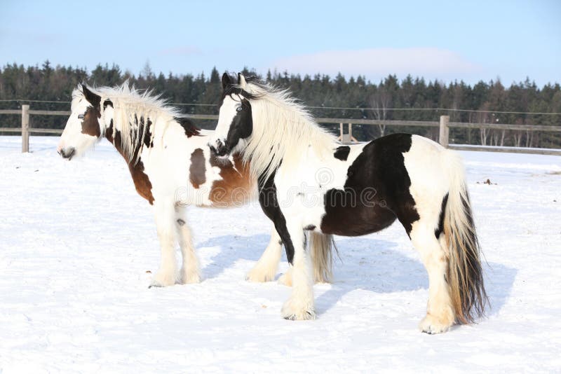 Beautiful Irish Cobs in Winter Stock Photo - Image of batch, cold: 91245626