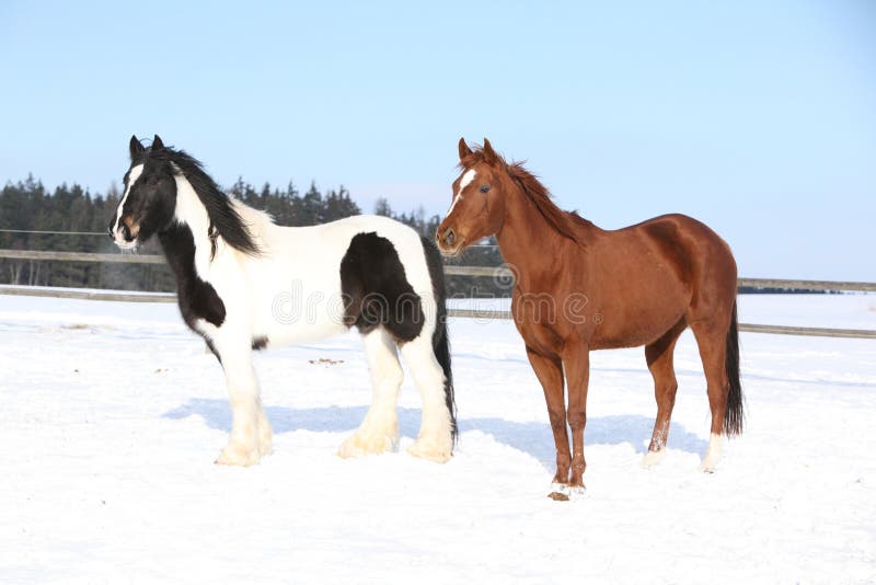Beautiful Irish Cob Stallion on White Background Stock Image - Image of ...