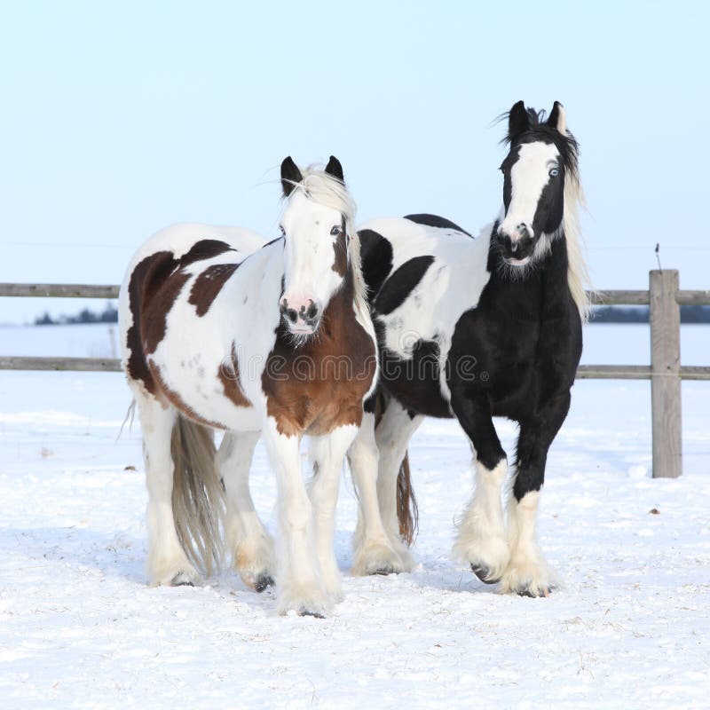 Beautiful Irish Cob Stallion on Pasturage Stock Photo - Image of ...