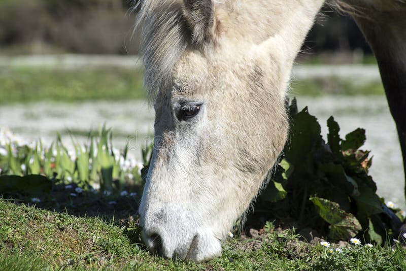 Beautiful Irish Pony Eating Stock Photo - Image of mammal, chewing ...