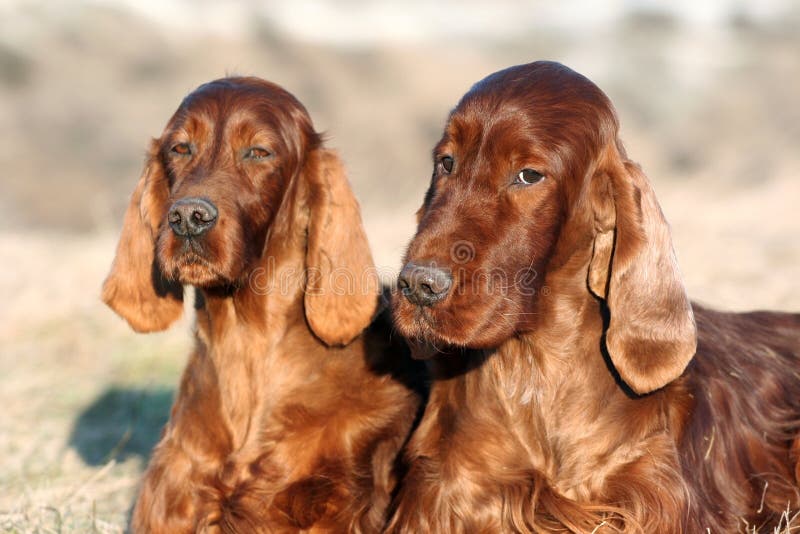 Beautiful Irish Setter Dogs Stock Image - Image of ears, setter: 69168411
