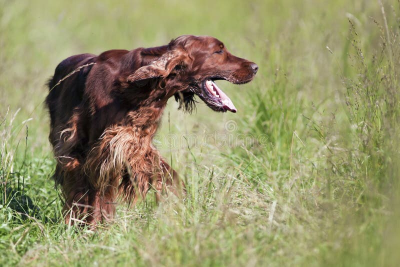 Beautiful Irish Setter stock image. Image of domesticated - 42333659