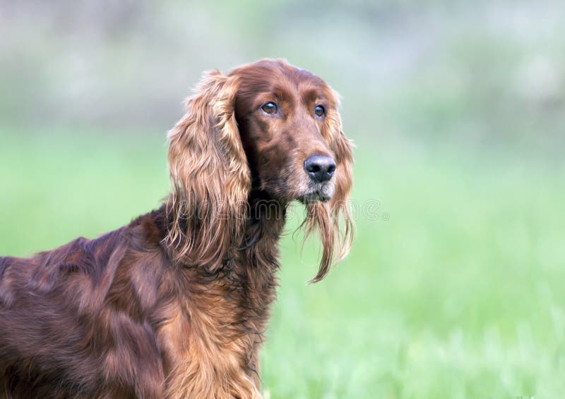 Beautiful Irish Setter stock image. Image of setter, closeup - 58413815