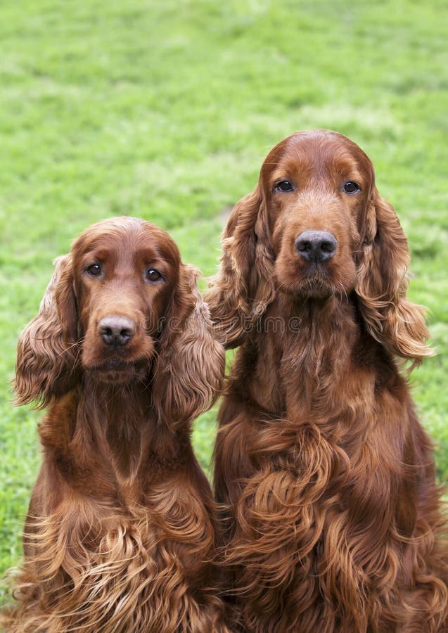 Beautiful Irish Setter Pair Stock Photo - Image of lovely, obedience ...