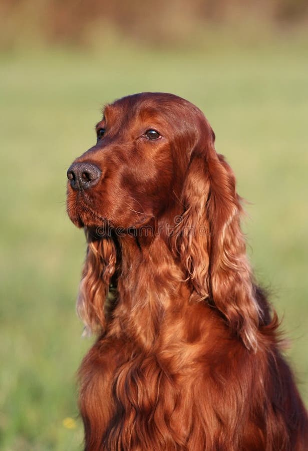 Beautiful dog head stock image. Image of irish, eyes - 14868143