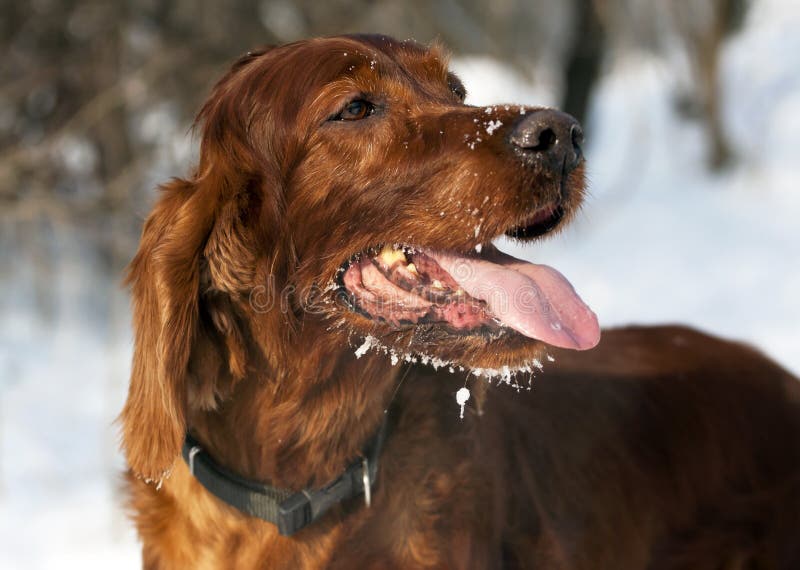 Beautiful Irish Setter Portrait Stock Image - Image of health, brown ...