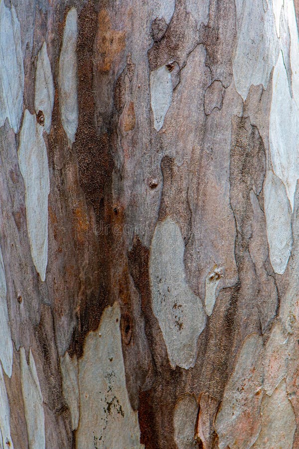 Beautiful Irregular Patterns in Eucalyptus Tree Bark Photographed Macro ...