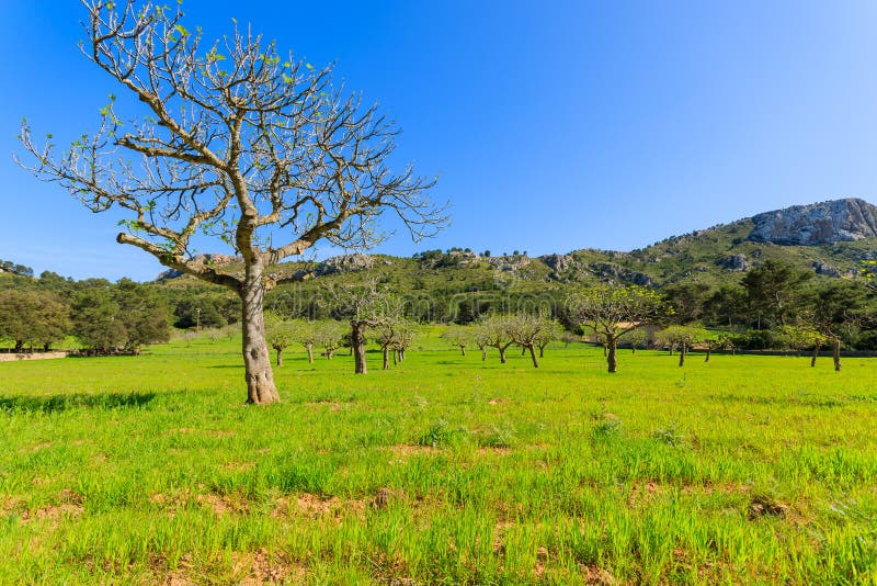 Beautiful Island of Majorca, Spain Stock Image - Image of sunny ...
