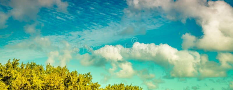 Beautiful Island Trees Under a Blue Sky. Holiday Concept Stock Image ...