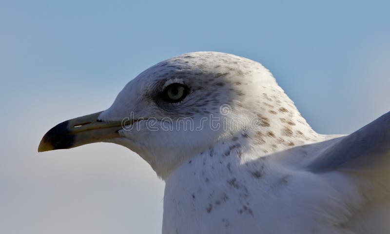 Beautiful Isolated Image with a Cute Gull Stock Image - Image of black ...
