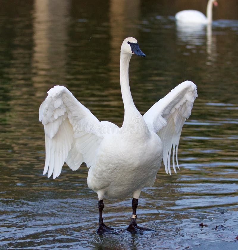 Beautiful Isolated Image with a Funny Swan Standing on the Ice Stock ...